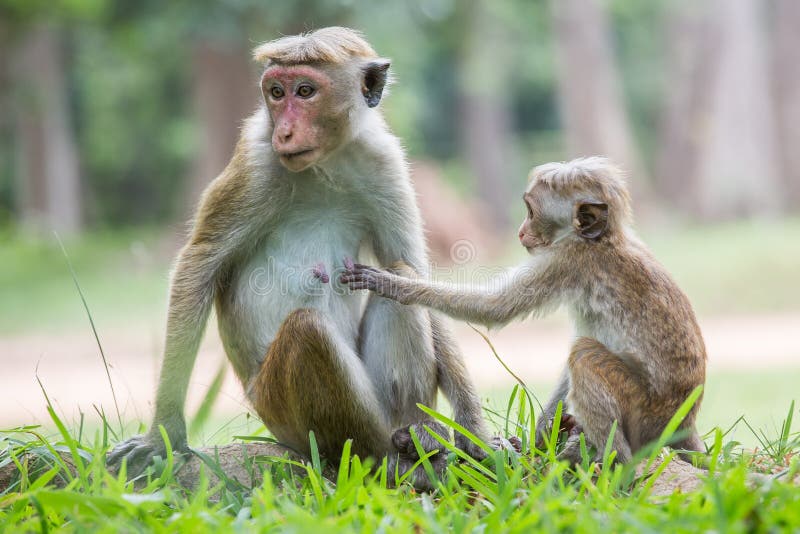 Monkey mother and her baby stock image. Image of grass - 111185161