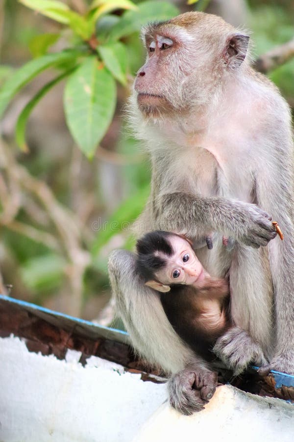 A Monkey Mother and Her Kid Stock Image - Image of mother, monkey ...