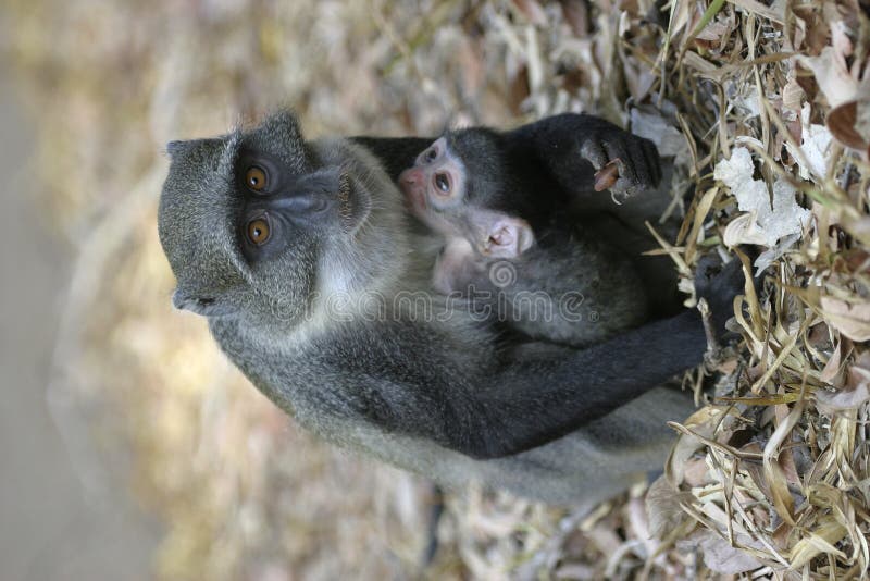 Monkey Mother And Infant Picture. Image: 657007