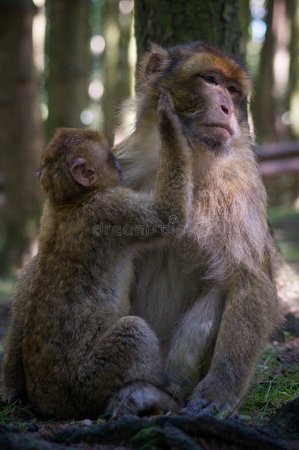 484 Monkey Touching Stock Photos - Free & Royalty-Free Stock Photos ...