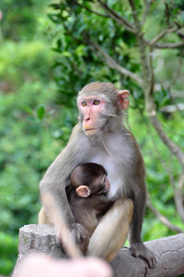 Monkey Mother Protect Baby Monkey Stock Image - Image of face, watching ...