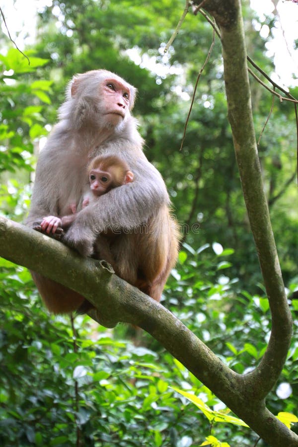 MONKEY MOTHER PROTECT BABY MONKEY Stock Image - Image of monkey ...