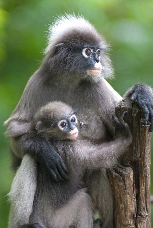 Monkey Mother and Son ( Presbytis Obscura Reid ). Stock Image - Image ...