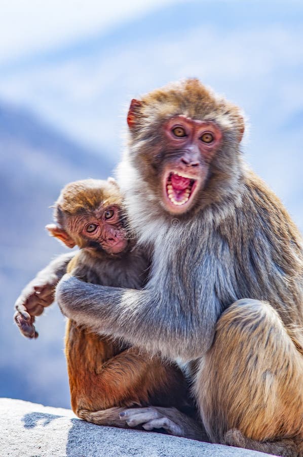 Monkey mother and son stock image. Image of love, beauty - 192864821