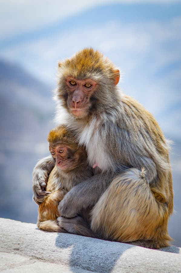 Monkey mother and son stock photo. Image of colorful - 192864838