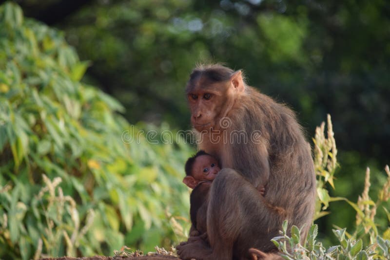 Monkey, Motion Blur, Natural, Nature, Wallpaper. Stock Image - Image of ...