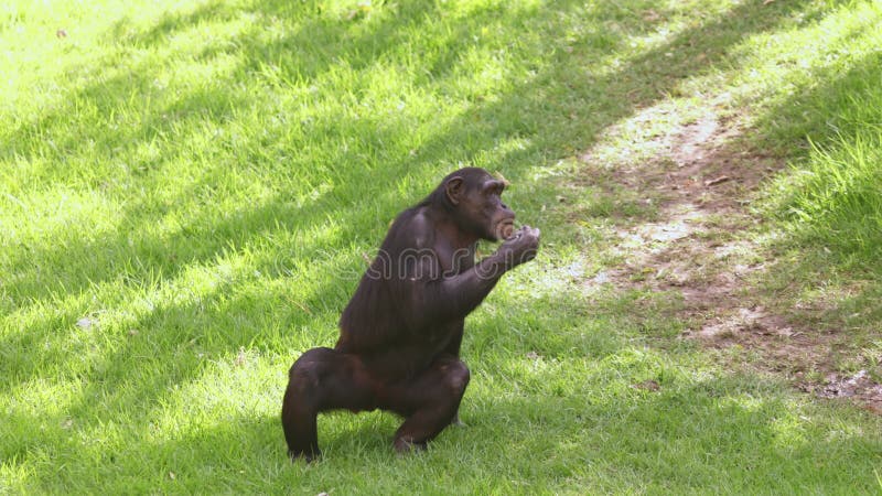 Monkey in Motion - Chimpanzee O N Green Meadow Stock Video - Video of ...
