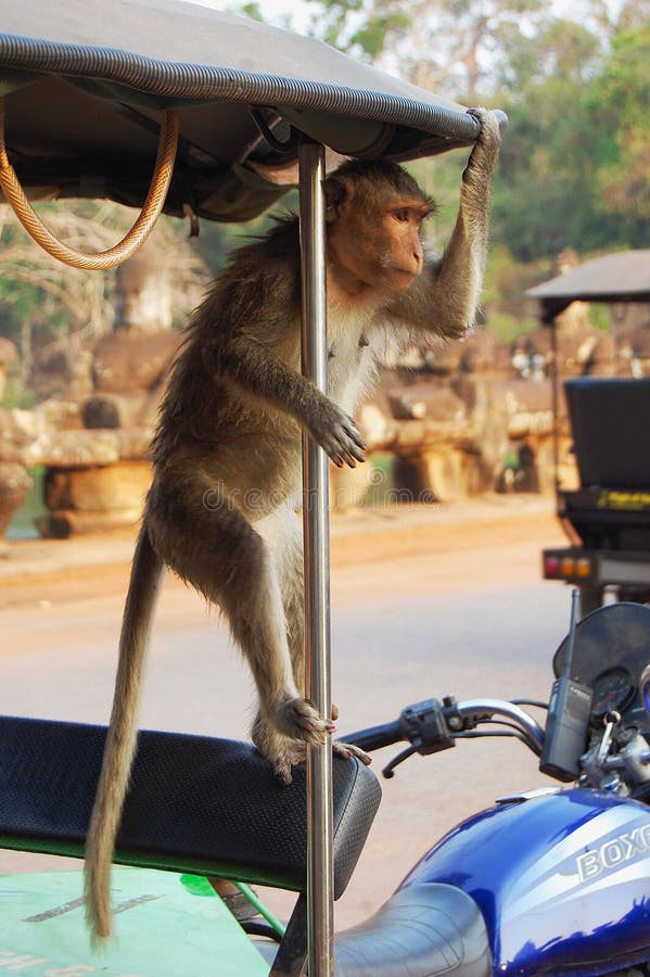 Monkey on a motorcycle editorial stock photo. Image of nature - 102690488