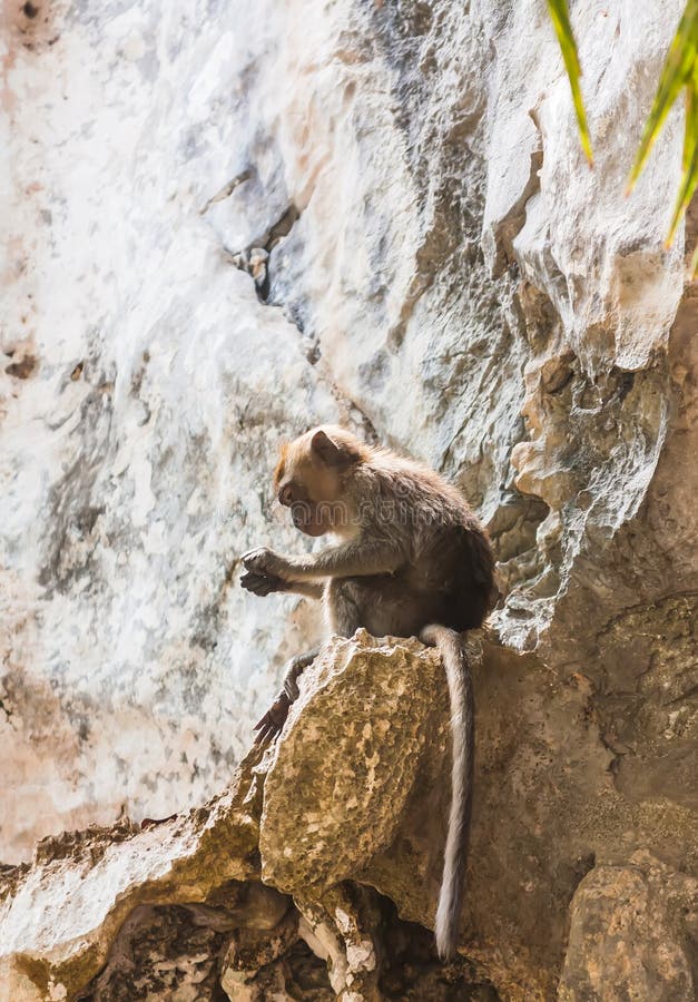 Monkey stock image. Image of mammals, rock, human, travel - 42037015