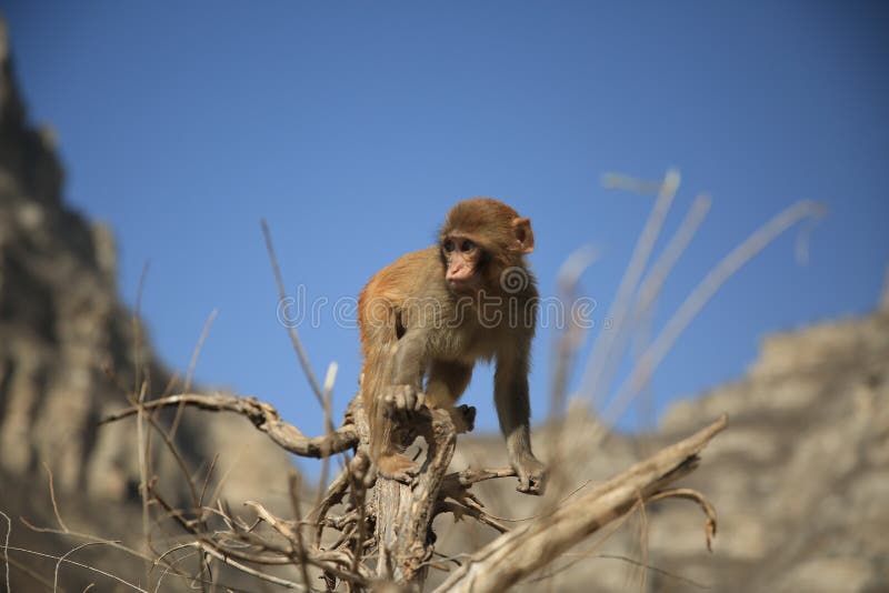 Monkey in the Mountain stock image. Image of nature - 144642971