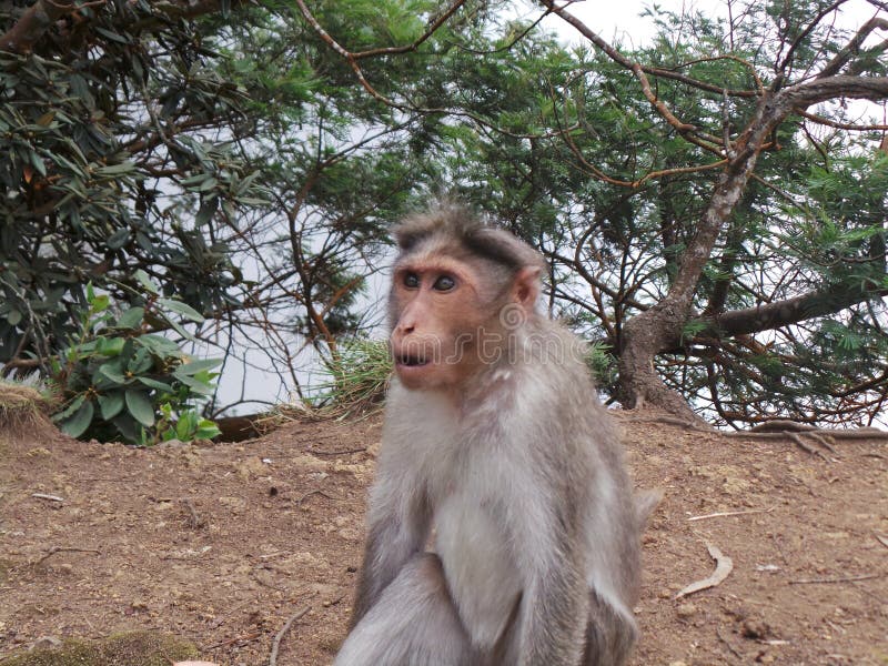 Strange Monkey Creature on the Facade Stock Image - Image of barcelona ...
