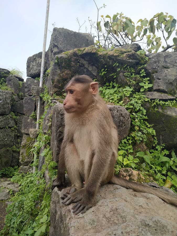 Monkey in mountain stock photo. Image of monkey, tree - 155930390