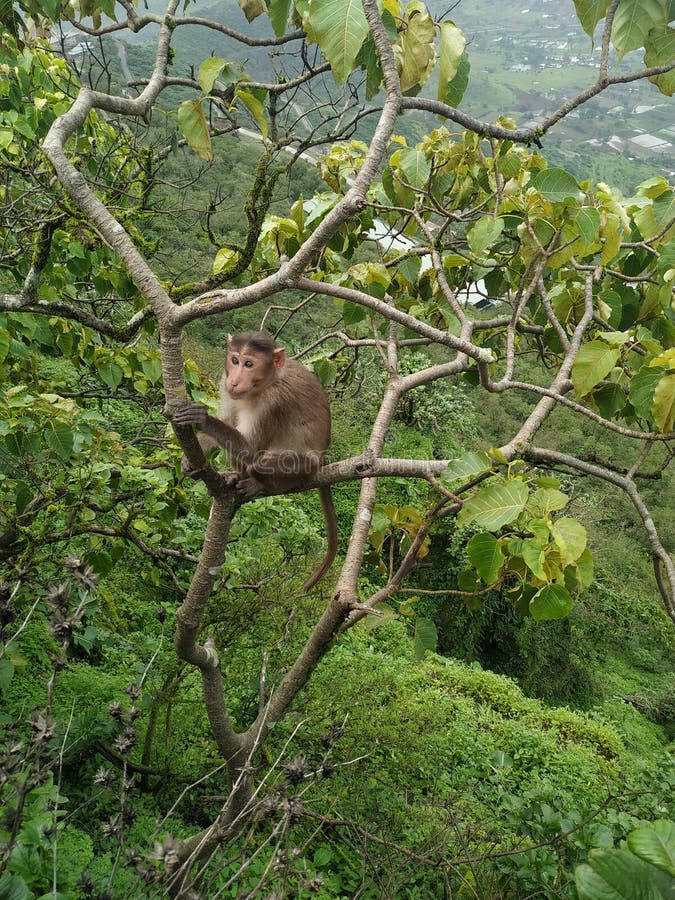 Monkey in mountain stock photo. Image of tree, mountain - 155930428