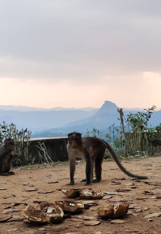 Monkey on the Mountain in Munnar Kerala Inda ,beautiful Sunset and ...
