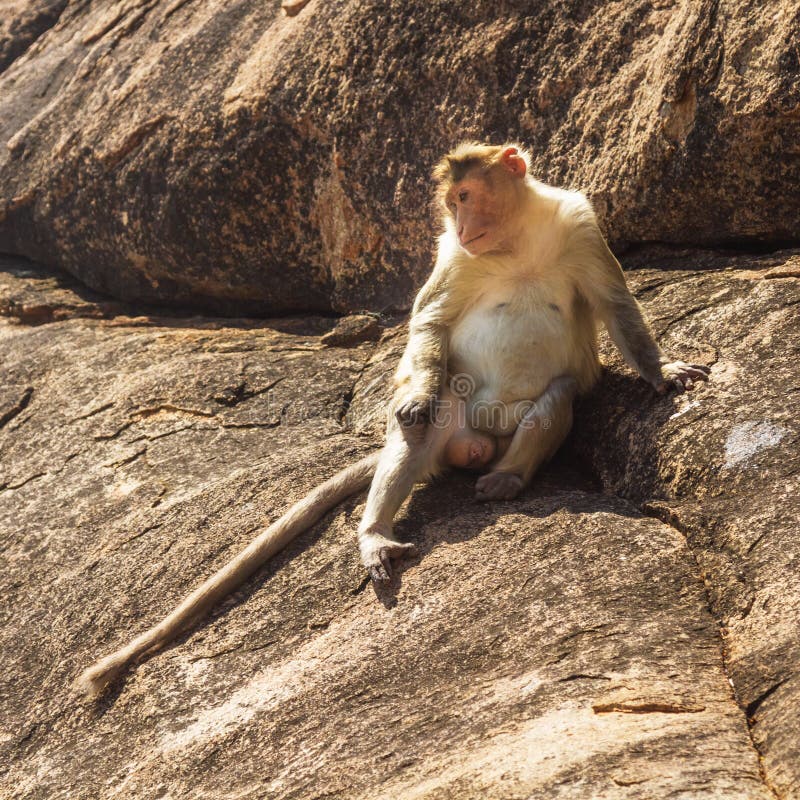 Monkey in the mountain stock photo. Image of marmoset - 45278806