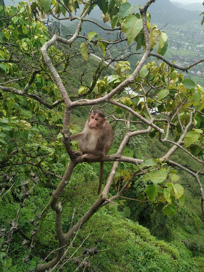 Monkey in mountain stock photo. Image of hill, environment - 155930156