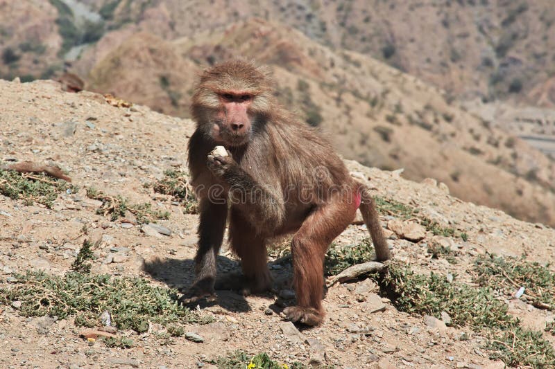 The Monkey in Mountains of Saudi Arabia Stock Image - Image of arabian ...