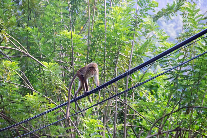 Monkey Moves Easily on Electric Cable Stock Photo - Image of attraction ...
