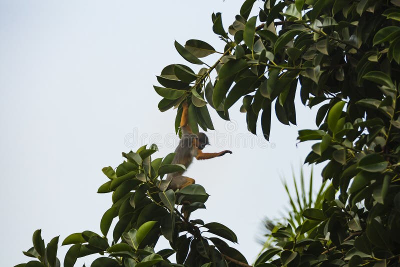 Monkey moving through tree stock photo. Image of wildlife - 83907286