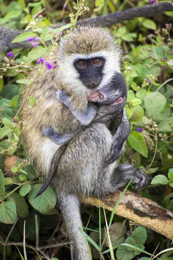 Monkey Mum with a Chick Sitting on a Branch Near the Savanna Stock ...