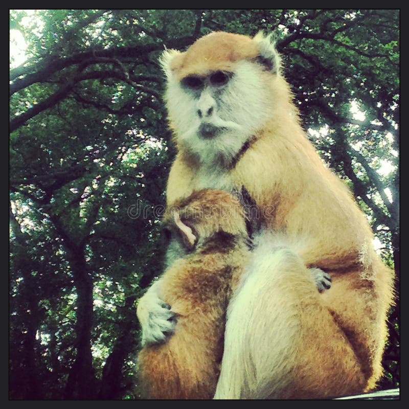 Monkey stock photo. Image of baby, monkey, mummy, safari - 50099114