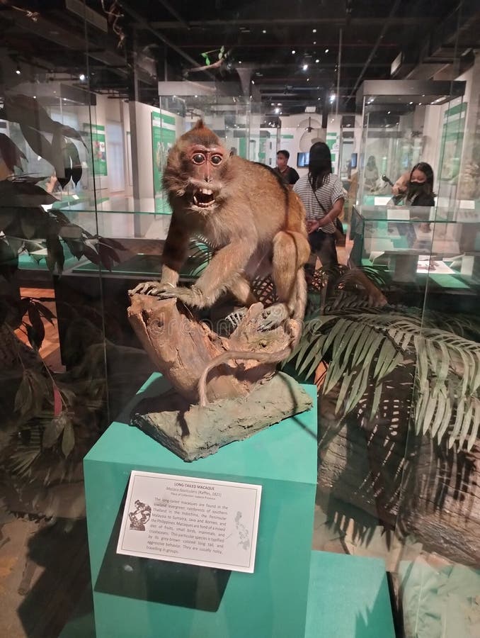 Monkey at the museum editorial photography. Image of monument - 260555377