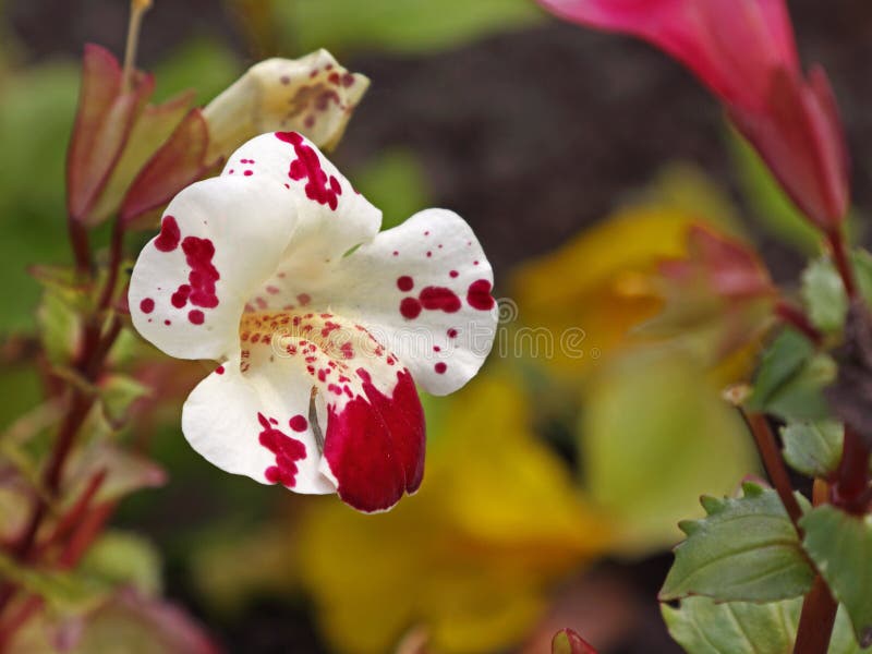 Monkey Musk flower stock photo. Image of beautiful, hardy - 44566208