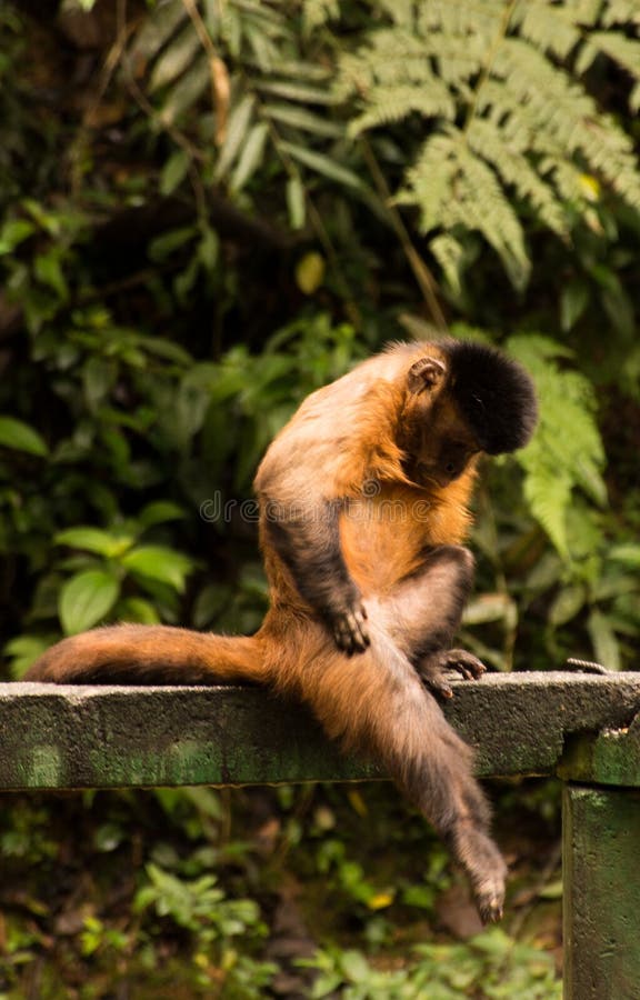 Chimpanzee Picking it S Teeth Stock Photo - Image of endangered ...
