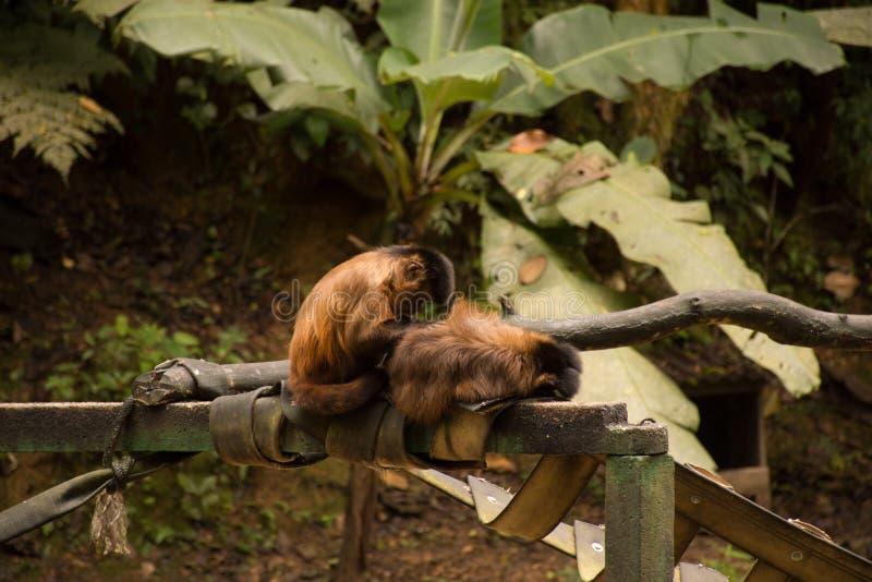 Chimpanzee Picking it S Teeth Stock Photo - Image of endangered ...