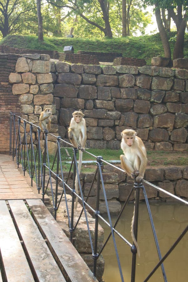 Young Man on the Bridge stock image. Image of biceps, fashion - 829173