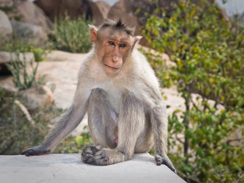 Monkey in nature stock photo. Image of creature, snouty - 12720326