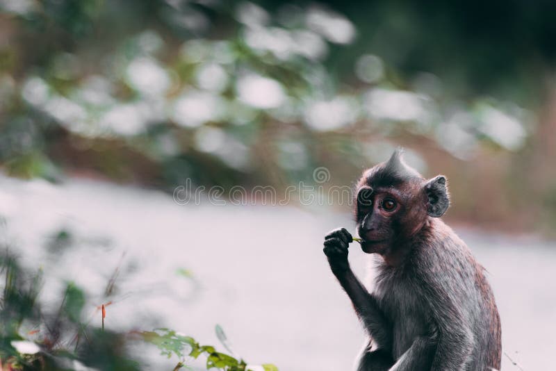 Monkey in nature stock photo. Image of indian, asia, biodiversity ...
