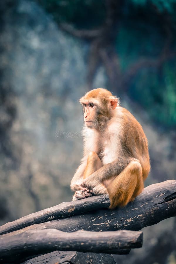 The monkey in the nature stock image. Image of vegetarian - 318603127