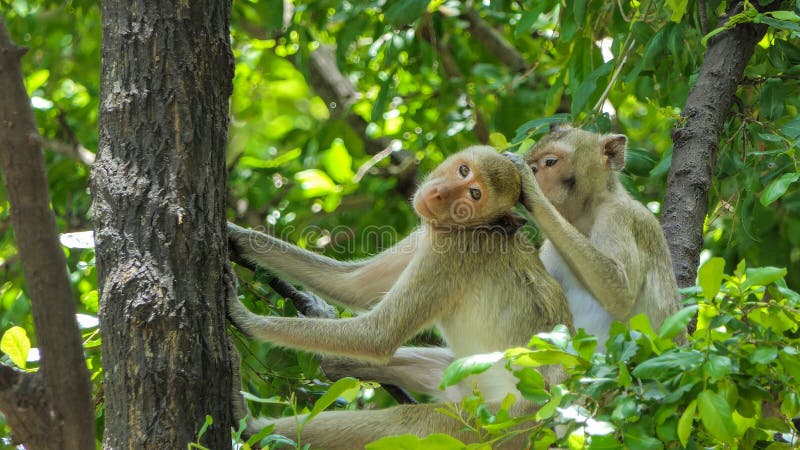 Monkey in nature stock image. Image of danger, cute - 248463601