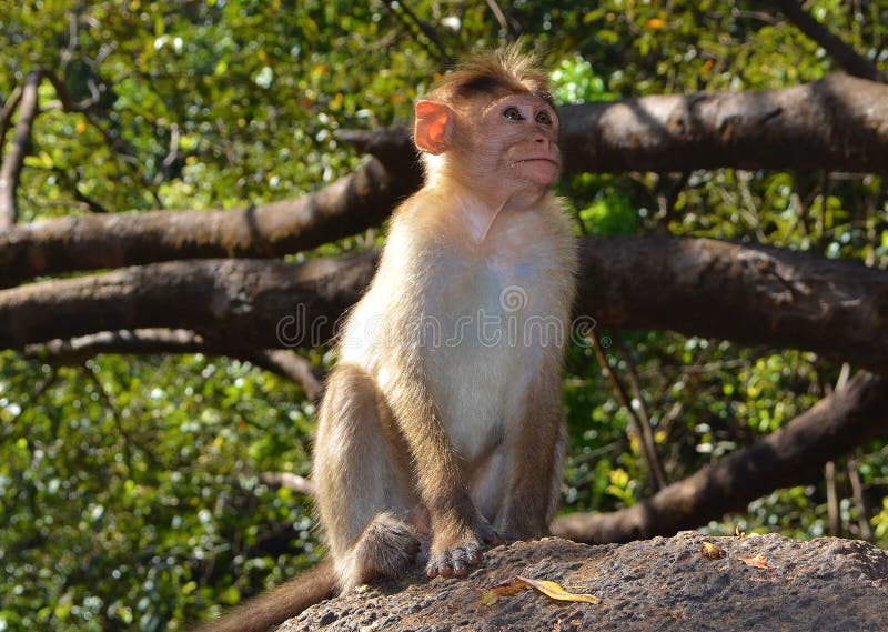 Monkey in a Nature Reserve in Goa State in India Stock Image - Image of ...