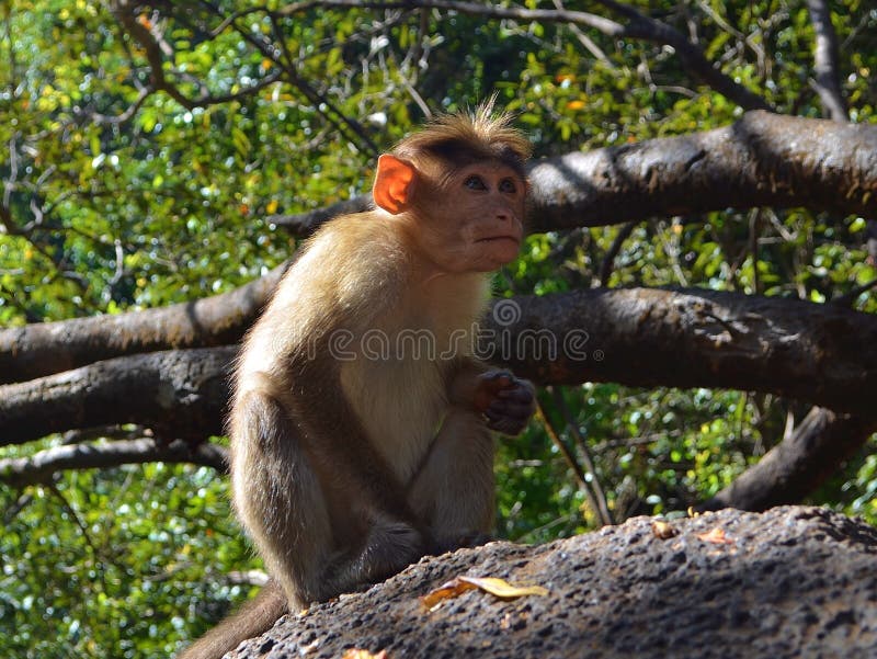Monkey in a Nature Reserve in Goa State in India Stock Photo - Image of ...