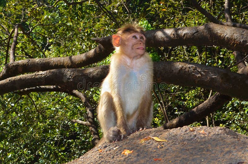 Monkey in a Nature Reserve in Goa State in India Stock Photo - Image of ...