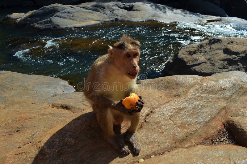 Monkey in a Nature Reserve in Goa State in India Stock Photo - Image of ...