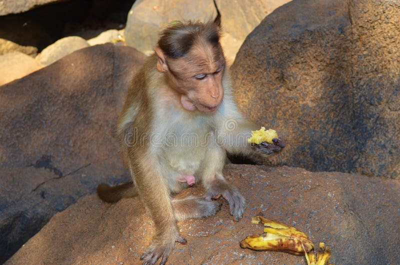 Monkey in a Nature Reserve in Goa State in India Stock Photo - Image of ...