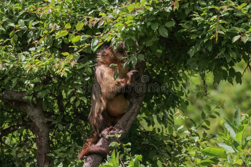 A Monkey on a Tree. a Monkey in Nature. Robust Capuchin Monkeys are ...