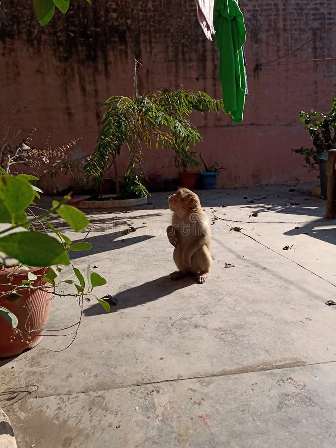 Monkey with Naughty Attitude Looking To the Tree Stock Image - Image of ...