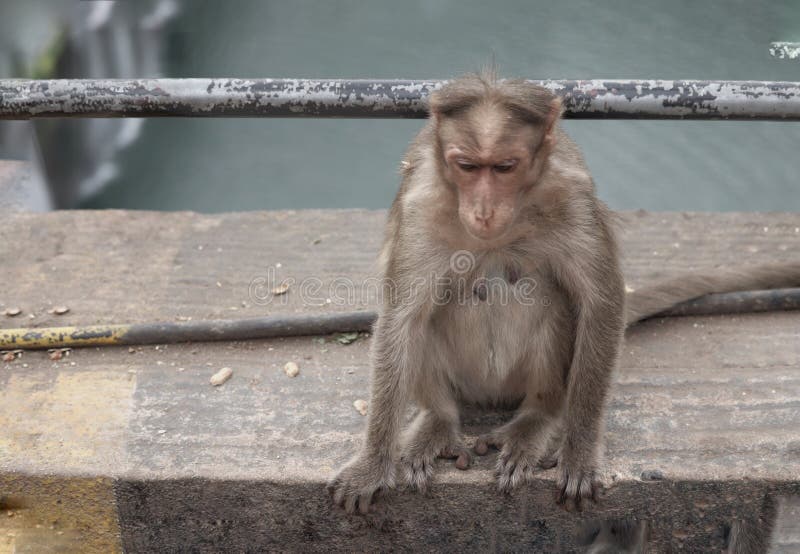 A Monkey Near the Seashore in the Nature of Jijel Algeria Stock Image ...