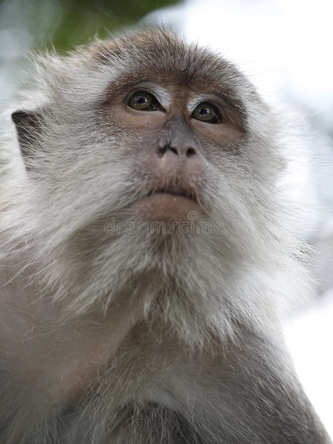 Monkey stock image. Image of langur, whiskers, animal - 89111463