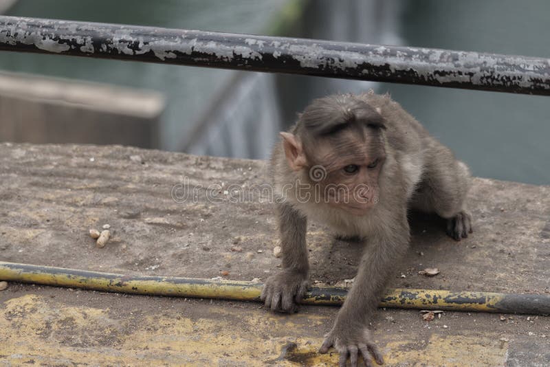 Monkey Near the Shore of the Dam Stock Photo - Image of chimpanzee ...