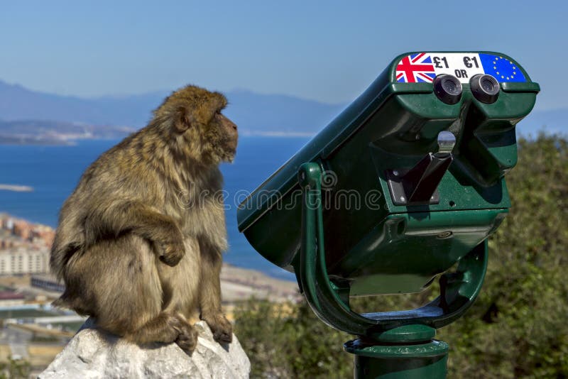 A Monkey Near the Seashore in the Nature of Jijel Algeria Stock Image ...