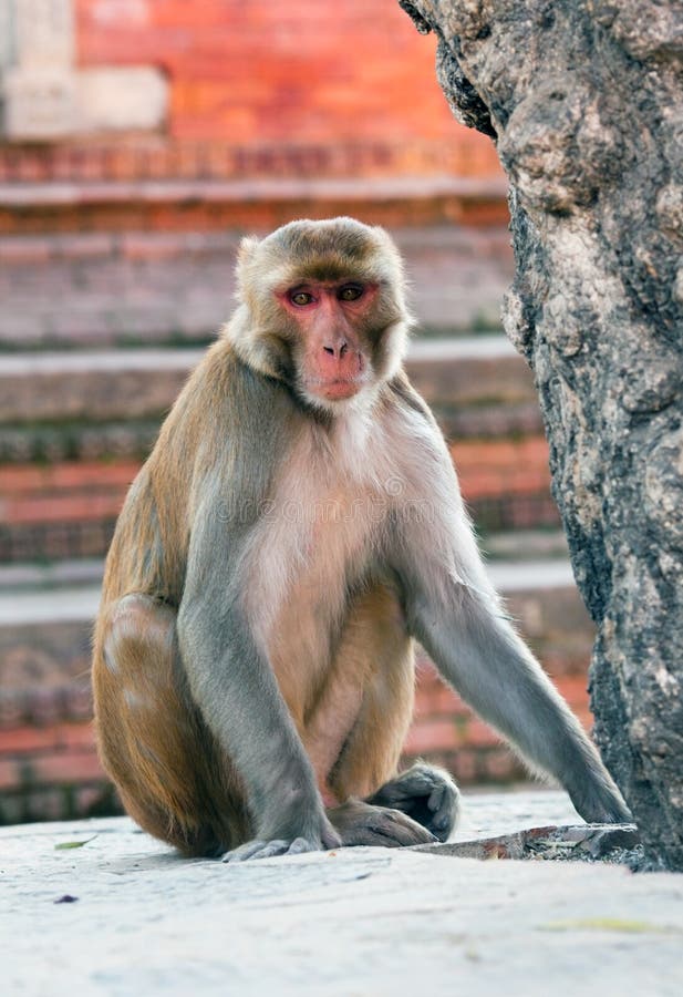 Monkey in nepal stock photo. Image of wall, travel, nepal - 162533210