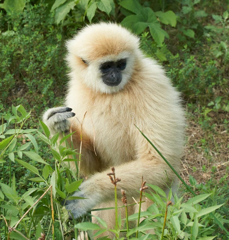 Monkey stock image. Image of wild, monkey, world, face - 99435615
