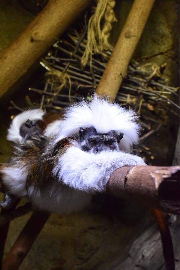 Monkey Nursery Close Up. Exotic Monkeys at the Zoo Stock Image - Image ...