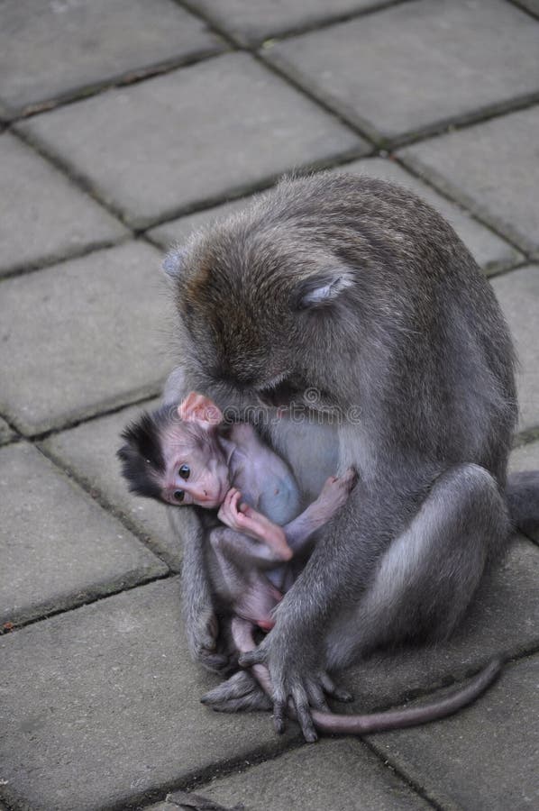 Monkey Nursing Baby Infant Monkey Stock Photo - Image of paving, baby ...