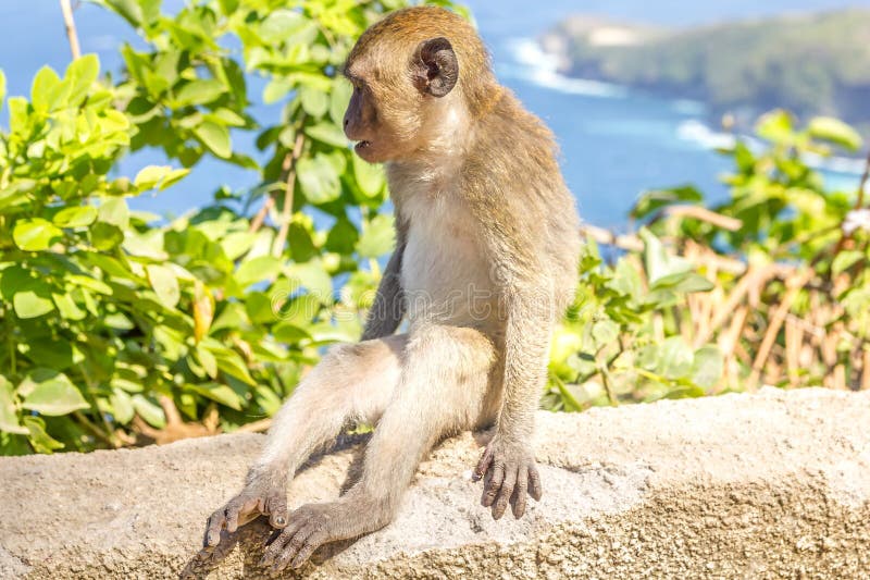 Monkey in Nusa Penida, Indonesia Stock Photo - Image of mammal ...